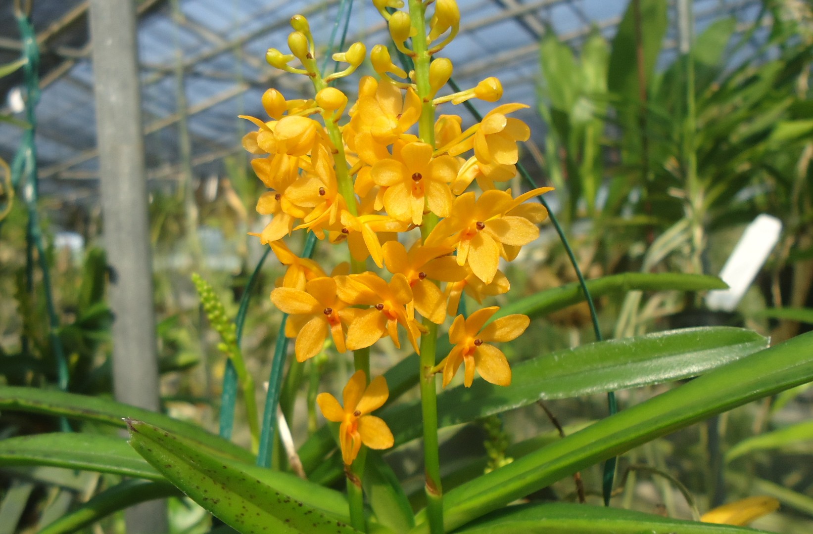 Vanda miniatum(旧 Ascocentrum属)（バンダ ミニアタム） | 沖縄熱帯植物管理株式会社